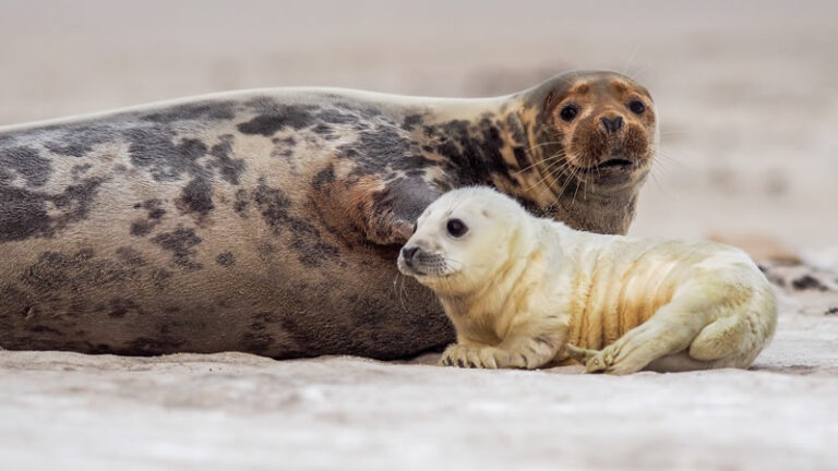 This week’s top 5 things to do | Seal watching at Horsey Beach Thursday ...